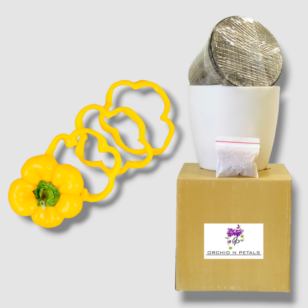Yellow Capsicum (DIY Gardening Kit) by Orchid N Petals
